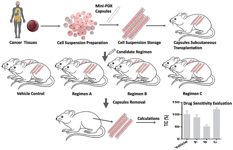MiniPDX® - an In Vivo 3D Organoid and Faster Alternative to PDX ...