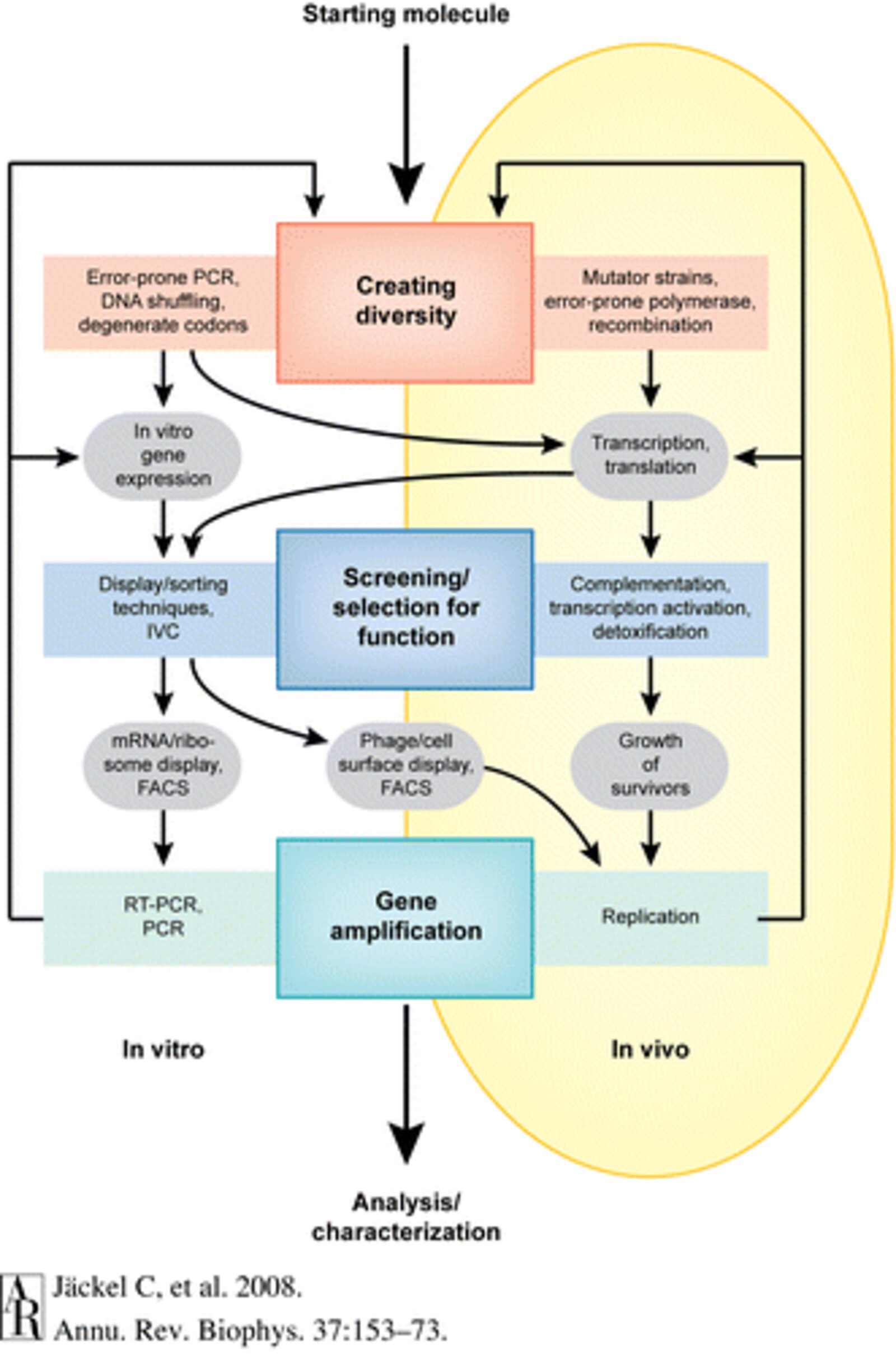 Evolution in Three Easy Steps: Carrying Out Directed Evolution ...