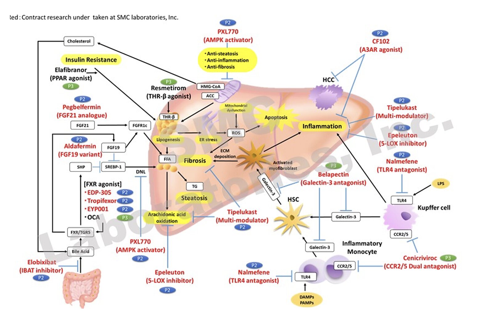 Translational Research for Basic and Clinical Research: The World’s ...