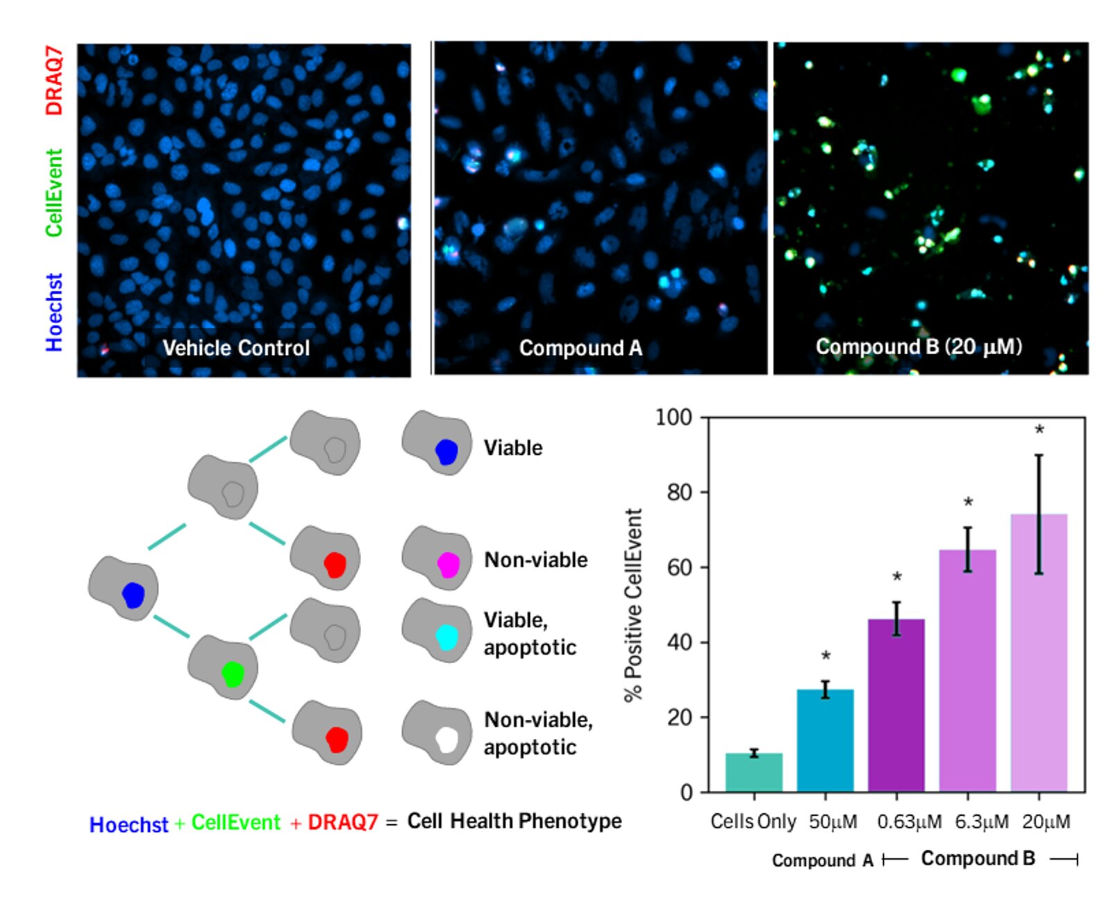 High-content Cellular Imaging Assays Designed to Enable Discovery and ...
