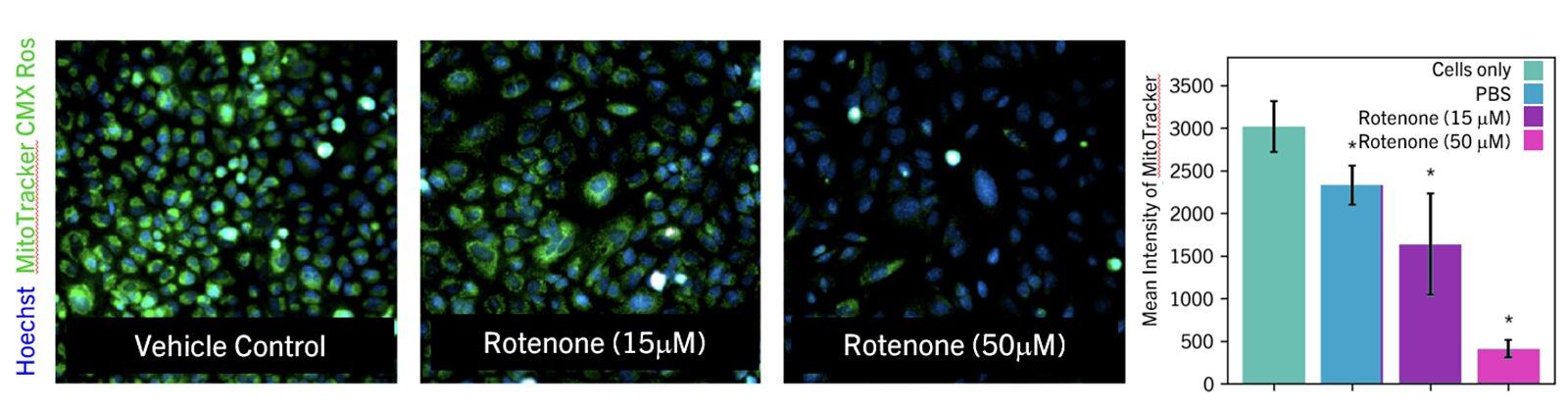 High-content Cellular Imaging Assays Designed to Enable Discovery and ...