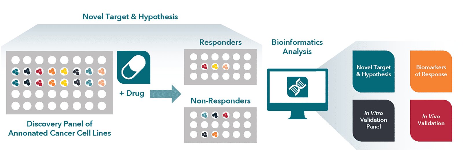 Cancer Cell Line Screening: A Compass for Drug Discovery | Scientist.com