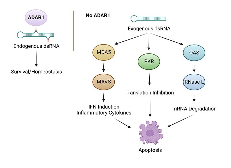 A Reporter Cell Line For Screening Inhibitors Of Adar1