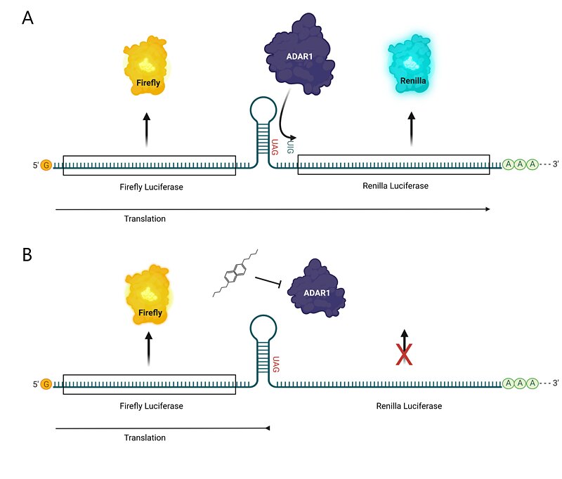 A Reporter Cell Line for Screening Inhibitors of ADAR1 | Scientist.com