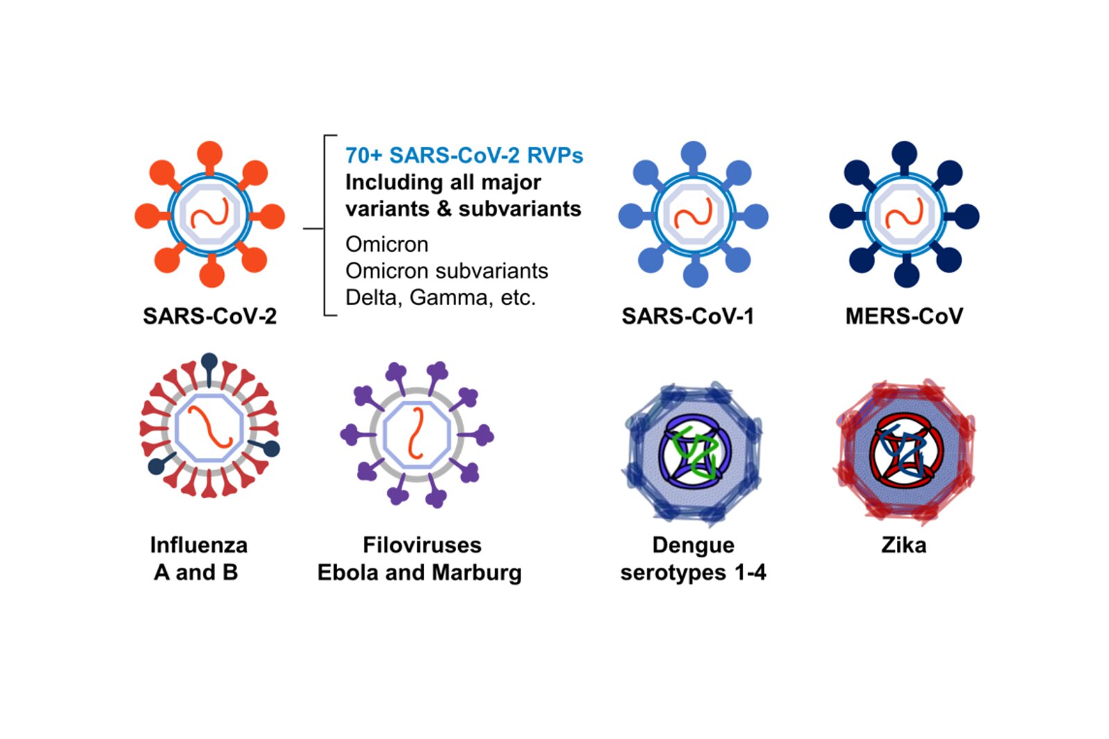 Reporter Virus Particles to Study Virus Neutralization Using Safe and ...