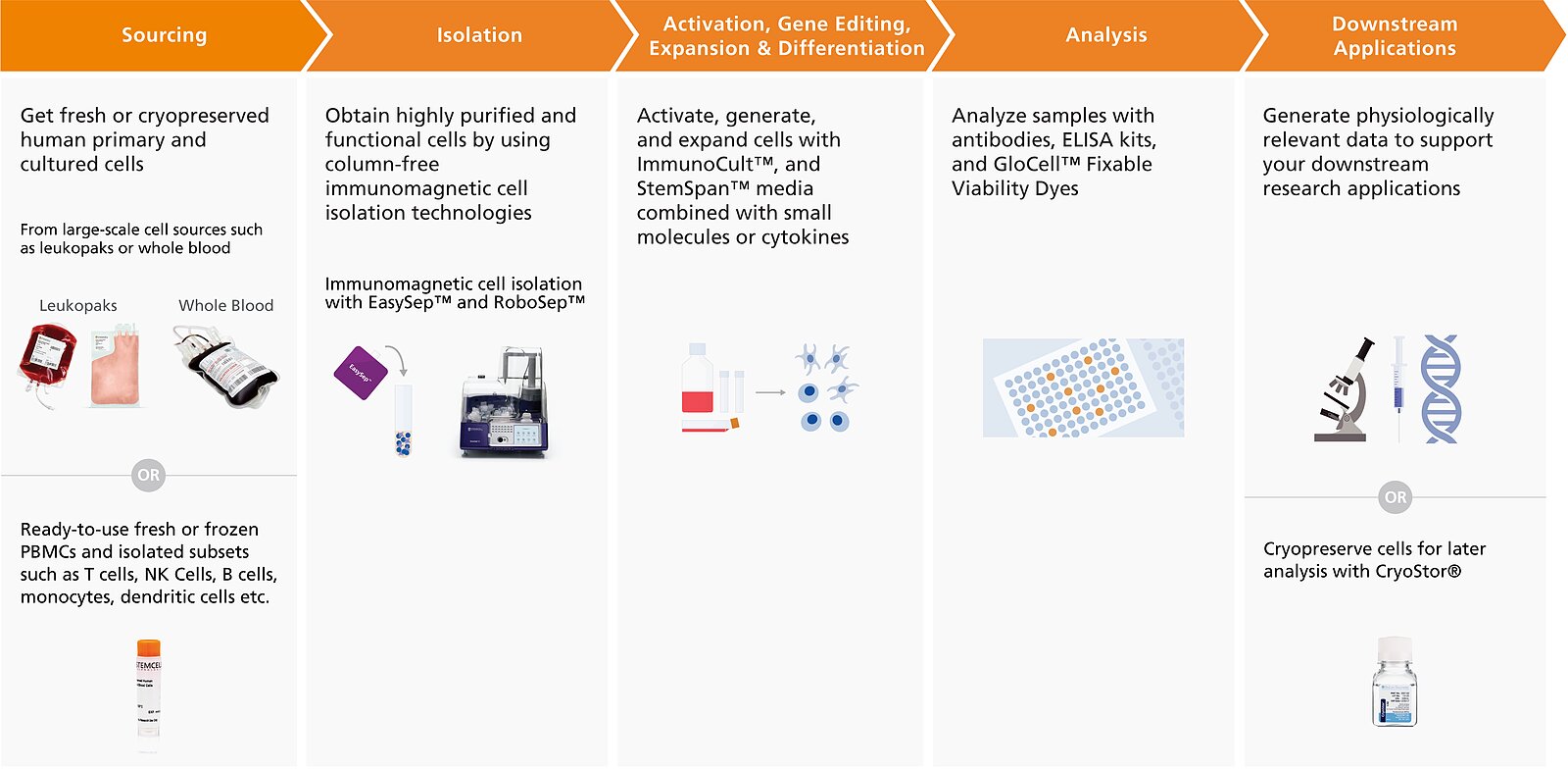 How Starting With the Right Cells Can Take Your Research Further ...