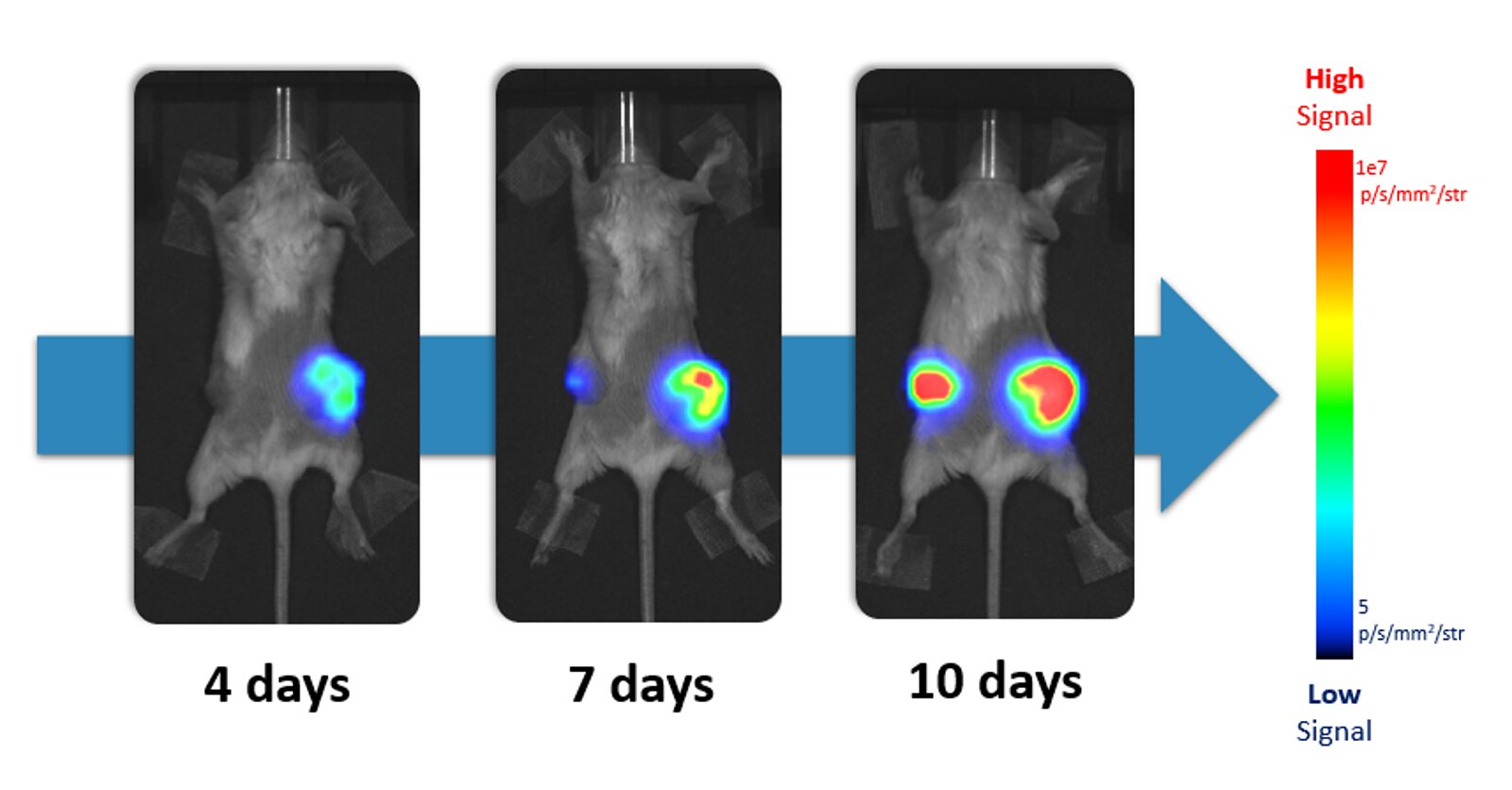 The Need for Speed: Accelerating Bioluminescence Imaging Research ...