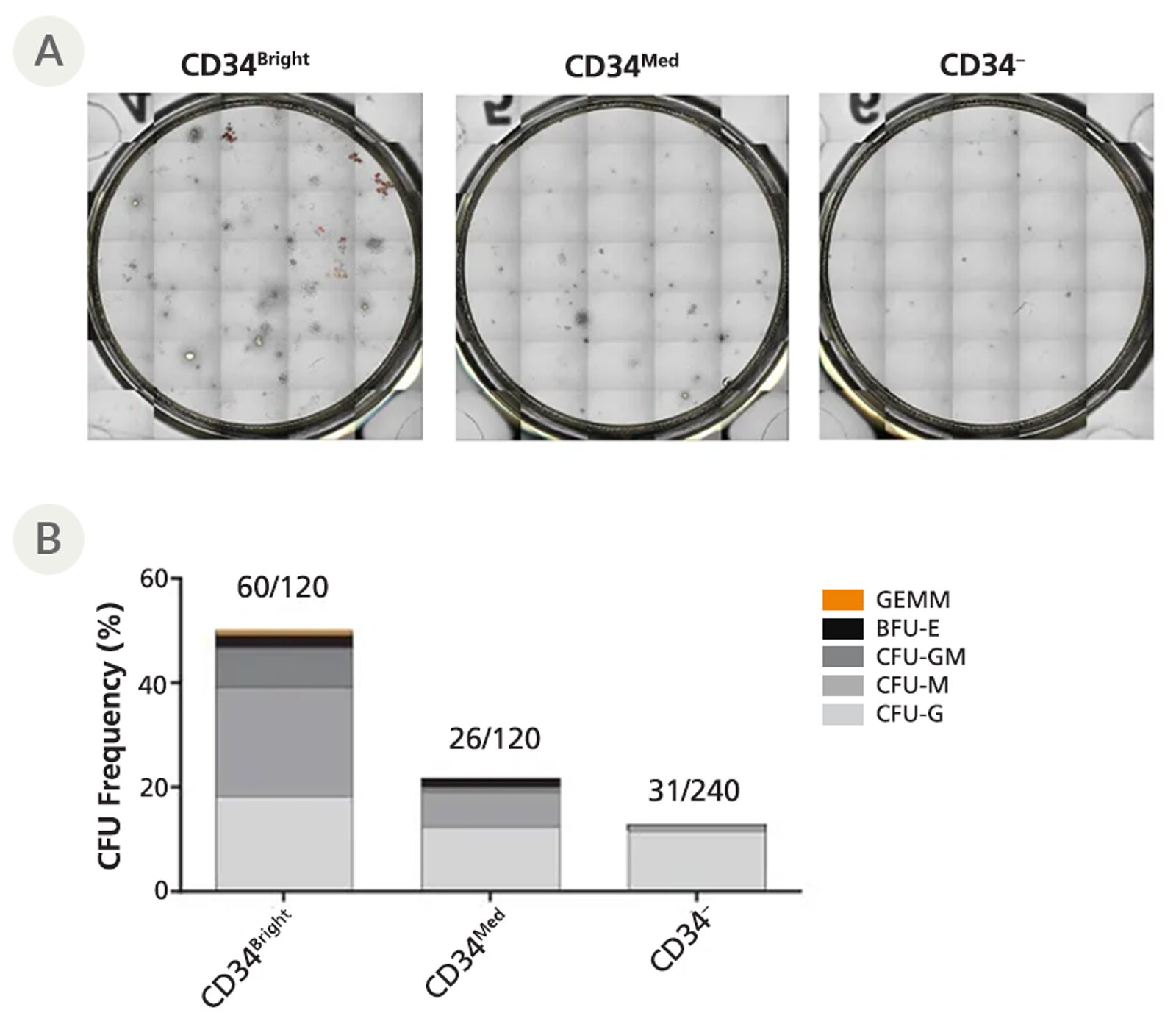 How to Choose the Right CD34+ Cell Source for Your Research | Scientist.com
