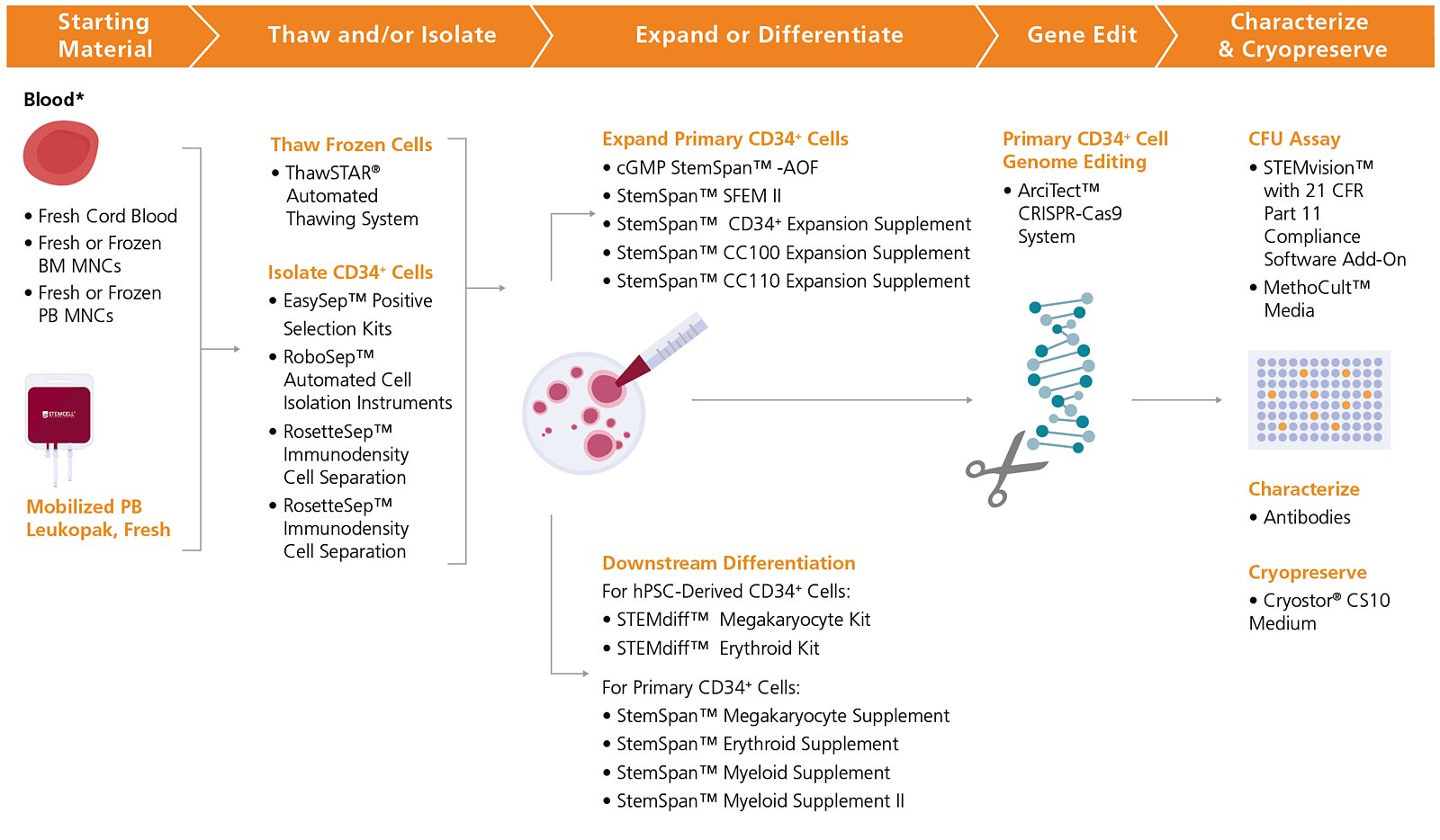 How to Choose the Right CD34+ Cell Source for Your Research | Scientist.com