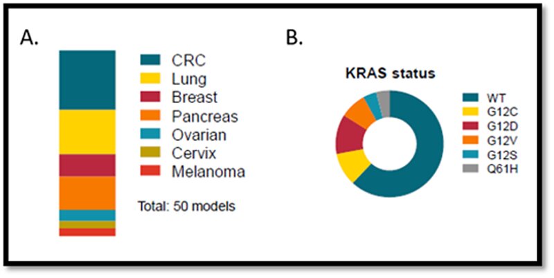 Empowering Drug Screening With Cancer Organoids - a Transformative Case ...