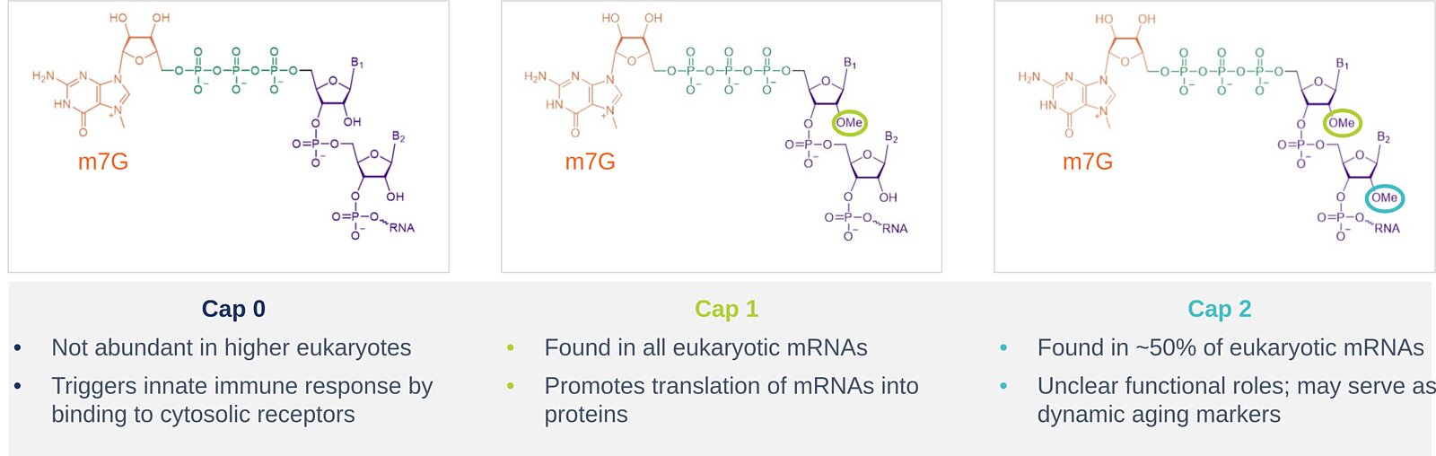 5 Things to Know About mRNA Capping for Next-Generation Vaccines and Therapies | Scientist.com