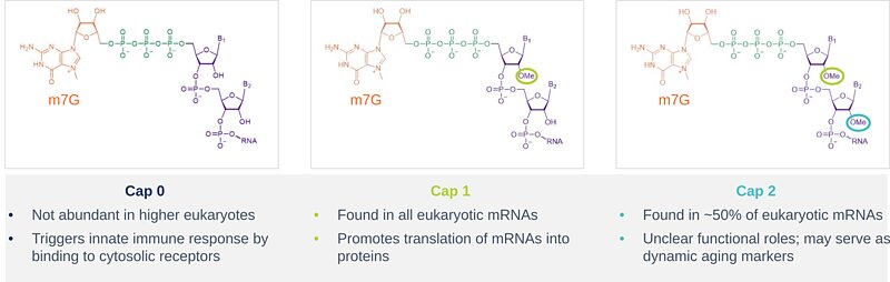 5 Things to Know About mRNA Capping for Next-Generation Vaccines and ...