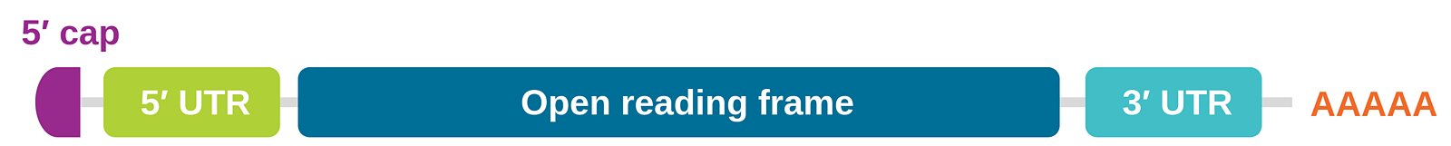 5 Things to Know About mRNA Capping for Next-Generation Vaccines and ...