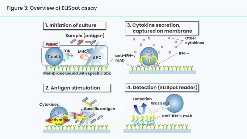 Precision in PBMC Isolation and Analysis: Driving Next-Gen Therapeutic ...
