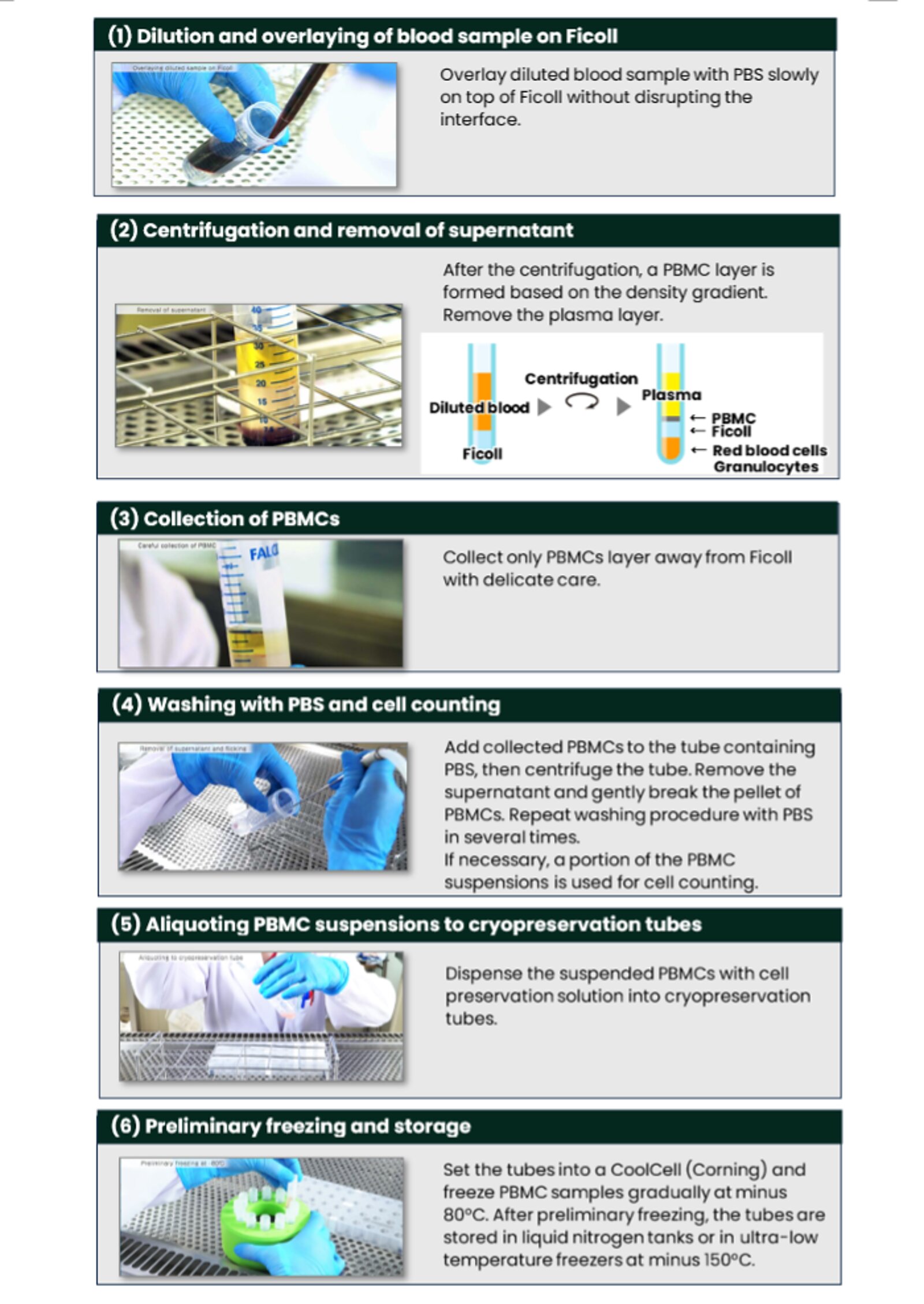 Precision in PBMC Isolation and Analysis: Driving Next-Gen Therapeutic ...