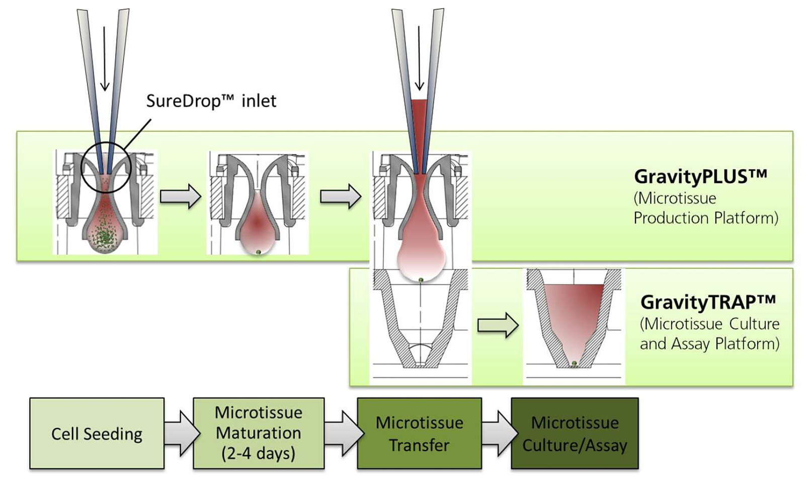 Externalization – an Uber-Like Future for Biopharma R&D | Scientist.com