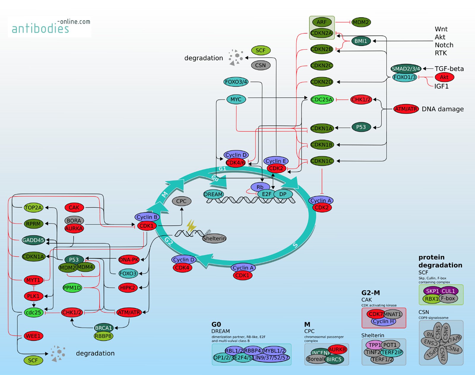 The Importance of Cellular Pathways in Life Sciences | Scientist.com