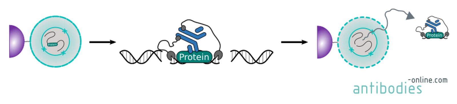 CUT&RUN – a Modern Application for Epigenomic Research | Scientist.com