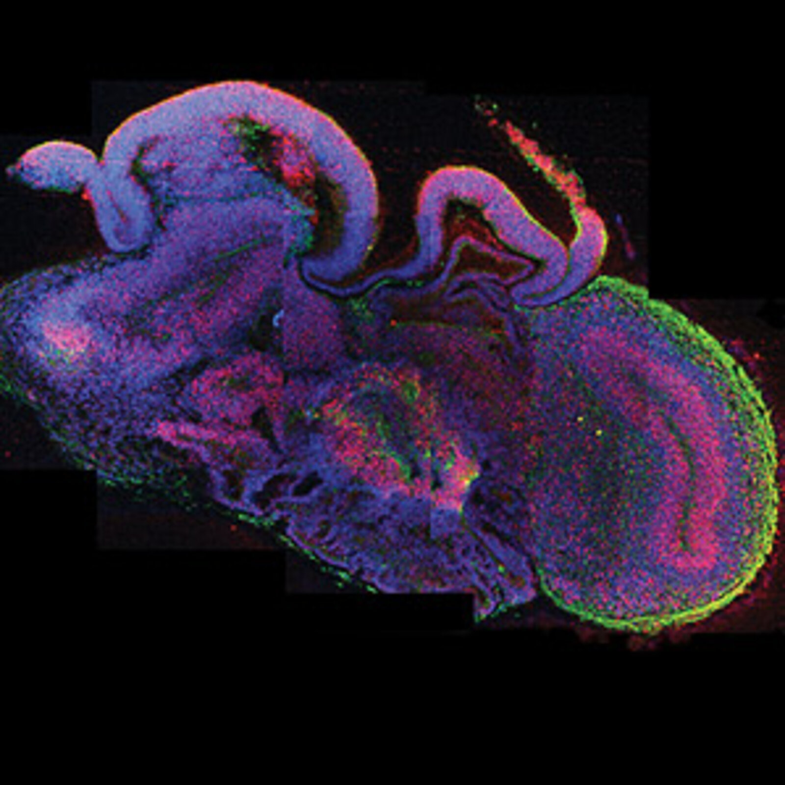 It's Alive! 3D Cell Culture and Organoid Culture | Scientist.com