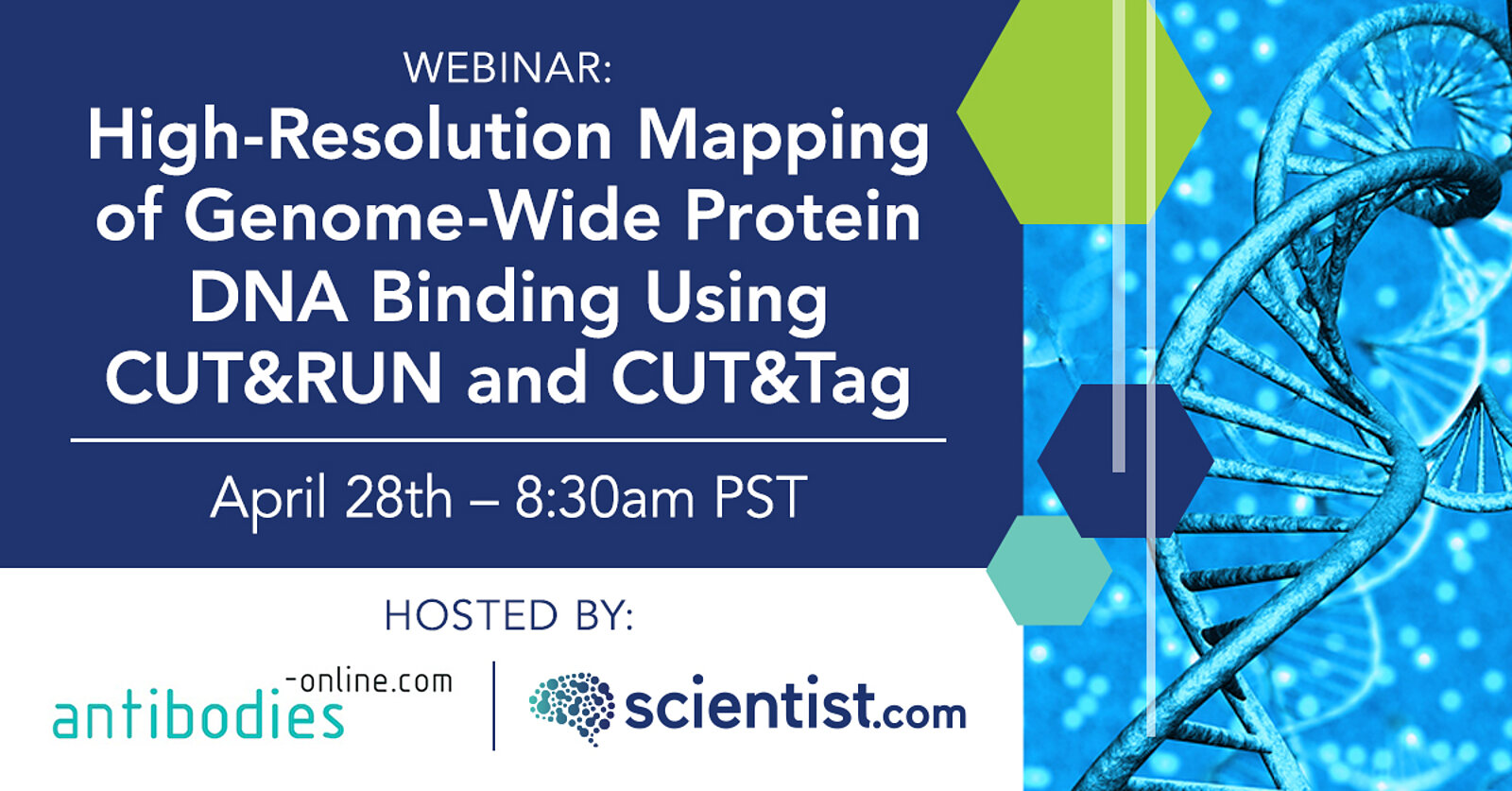 High-Resolution Mapping of Genome-Wide Protein DNA Binding Using CUT ...